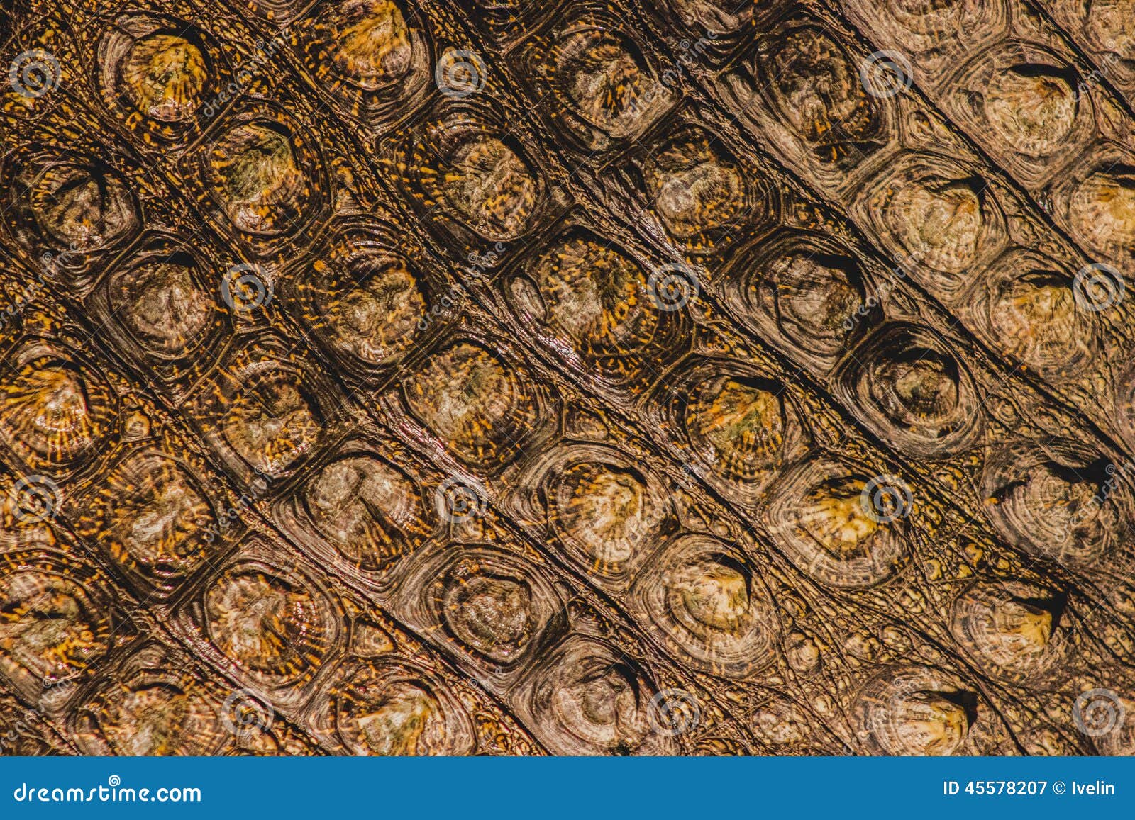 Crocodile skin stock image. Image of colors, yellow, brown - 45578207