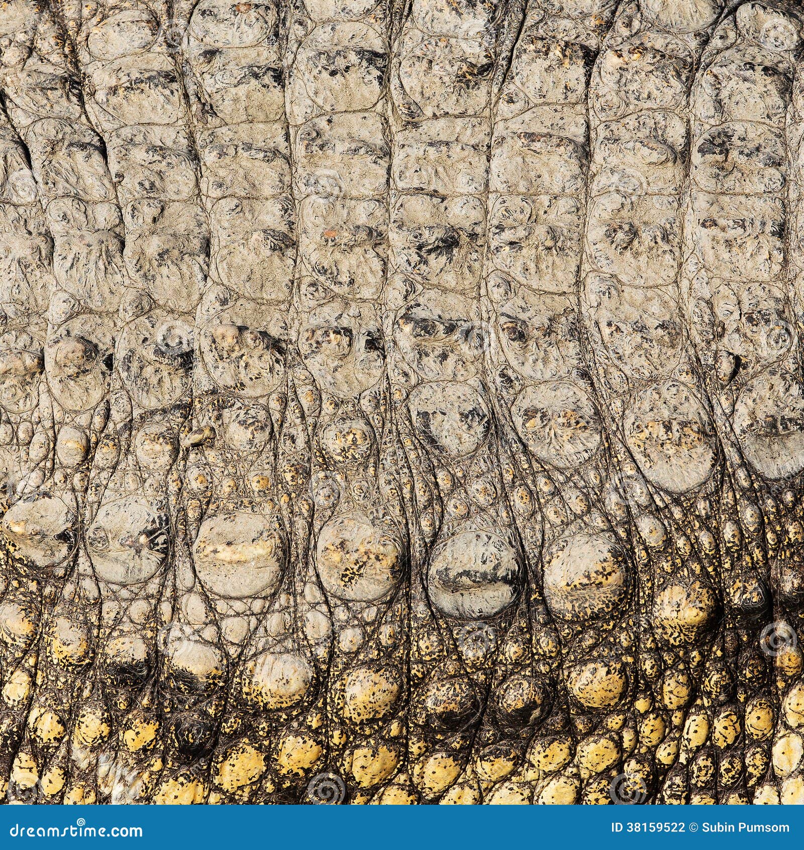 Crocodile Skin Texture Stock Photography | CartoonDealer.com #38159522