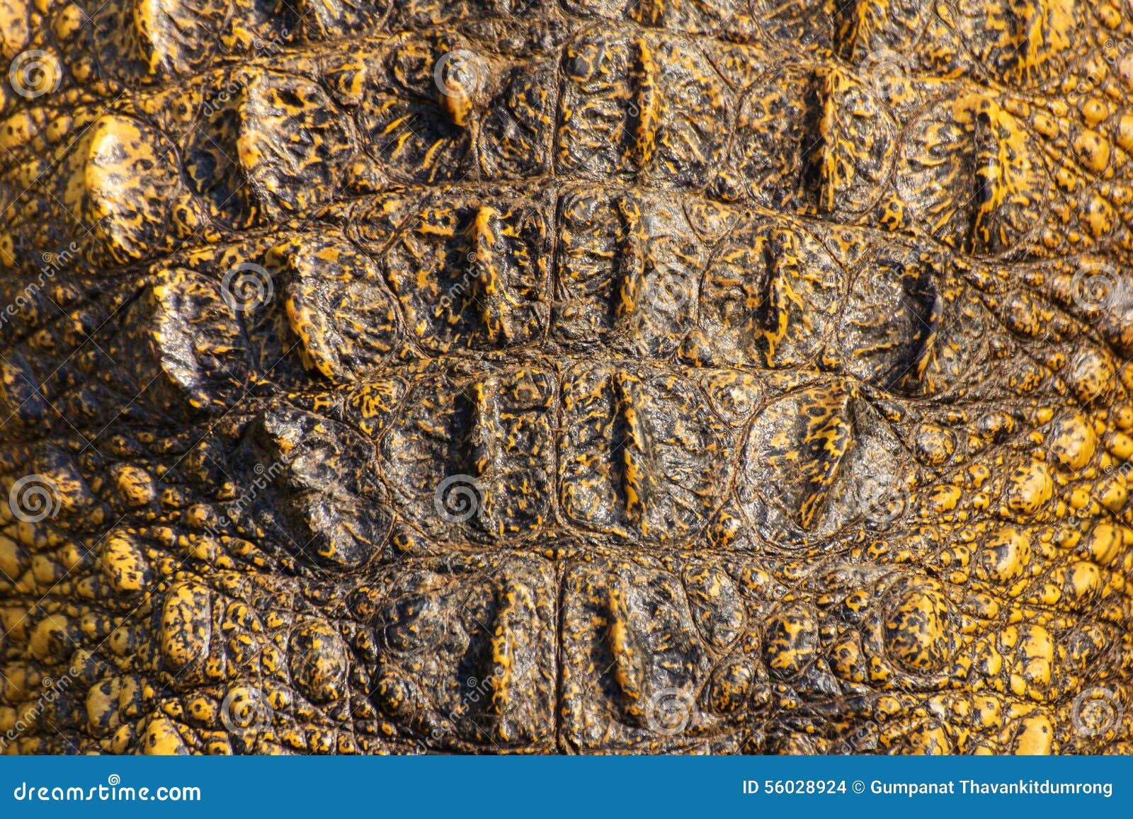 Crocodile skin texture. stock photo. Image of australia - 56028924