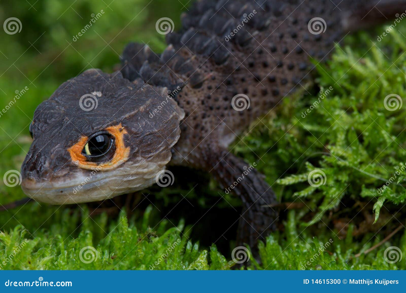 Crocodile Skink Stock Photo - Image: 14615300