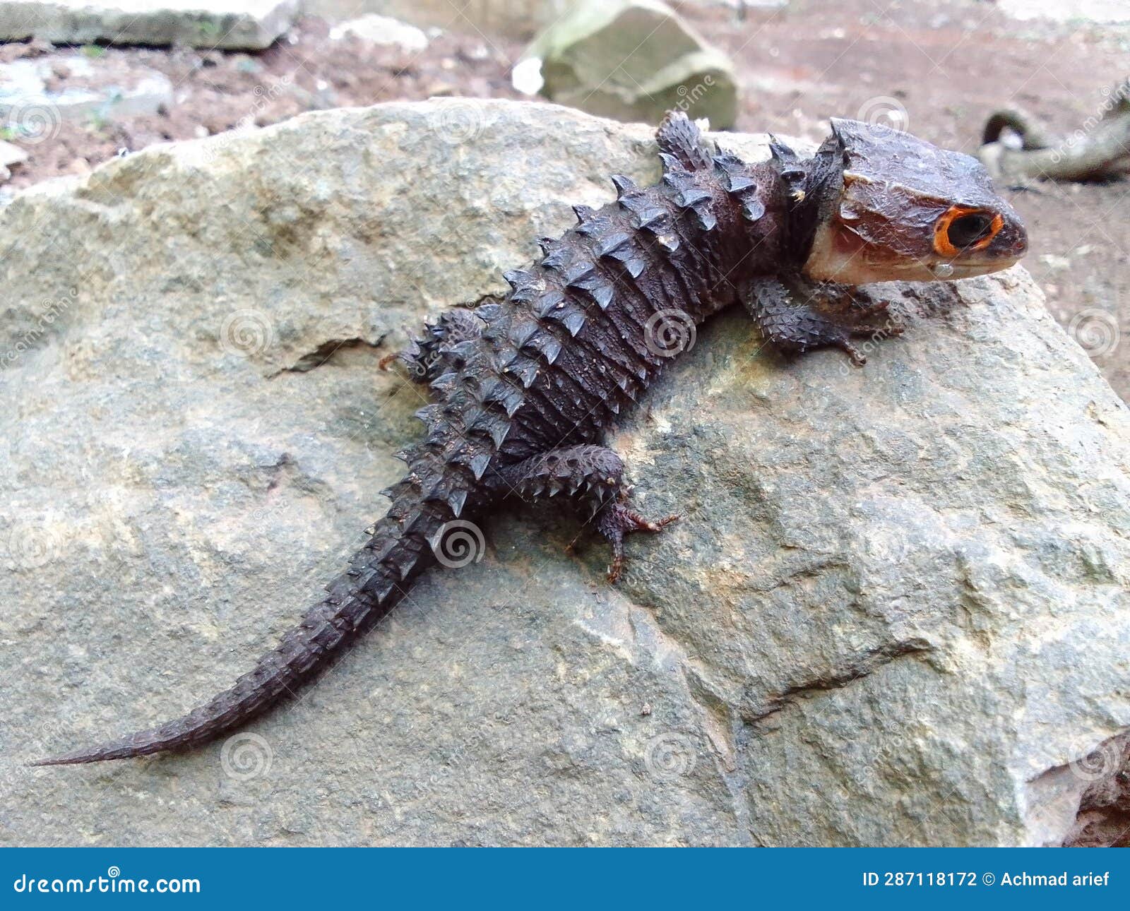 Crocodile Skink is Exotic Pet for Your Home Stock Photo - Image of ...