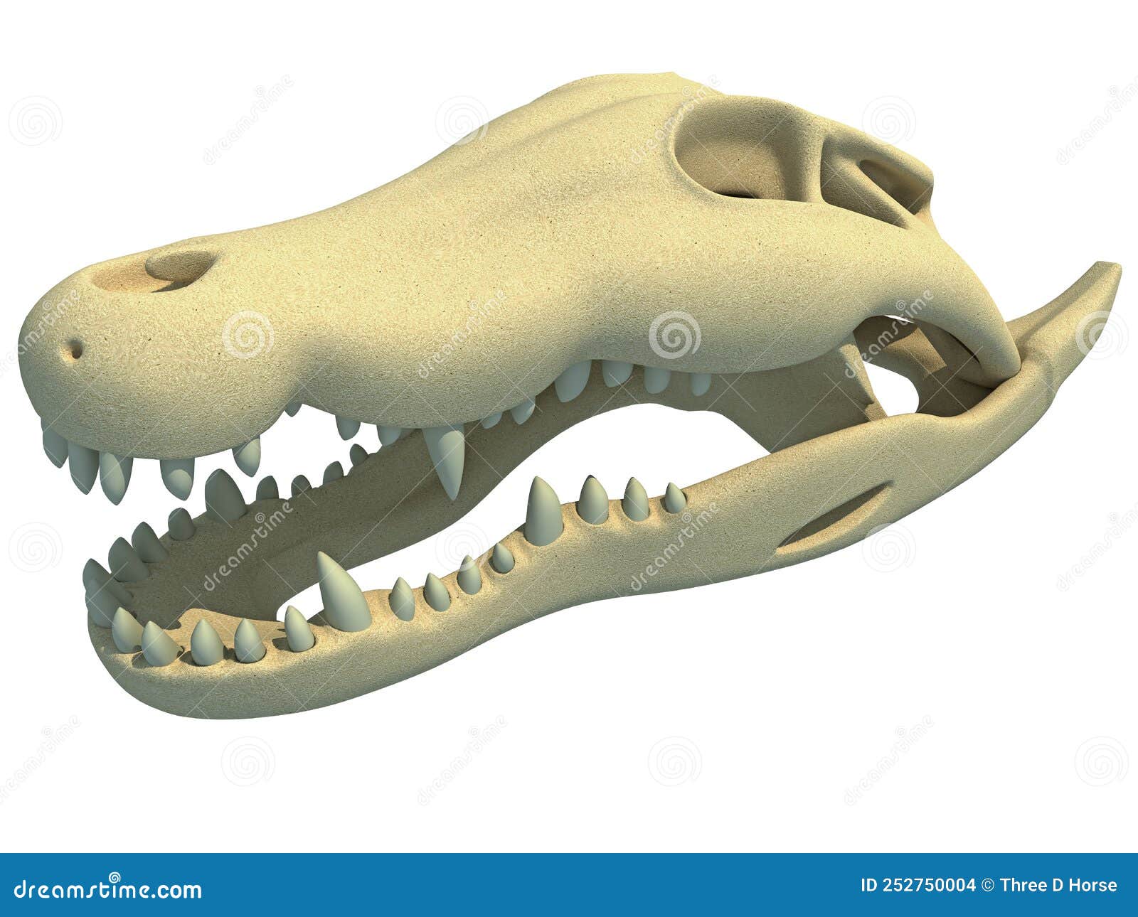 Crocodile Skull Anatomy