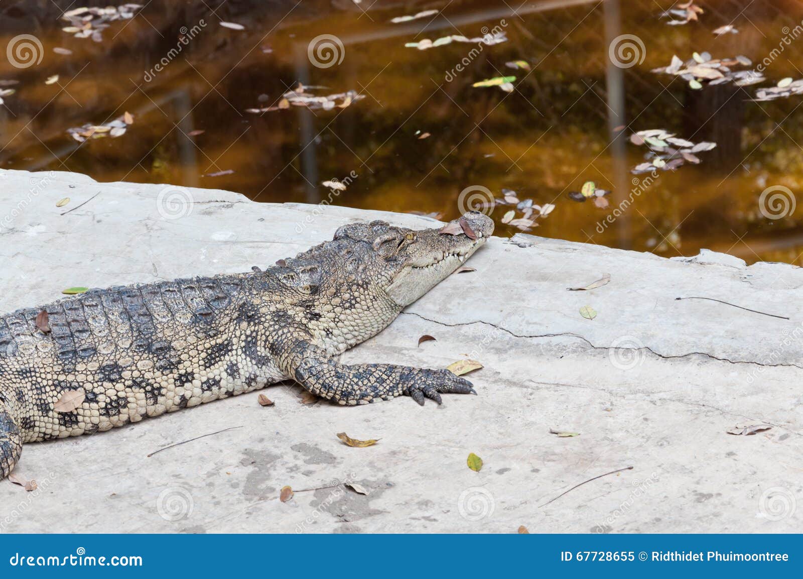 Crocodile sleep. stock image. Image of mouth, carnivore - 67728655