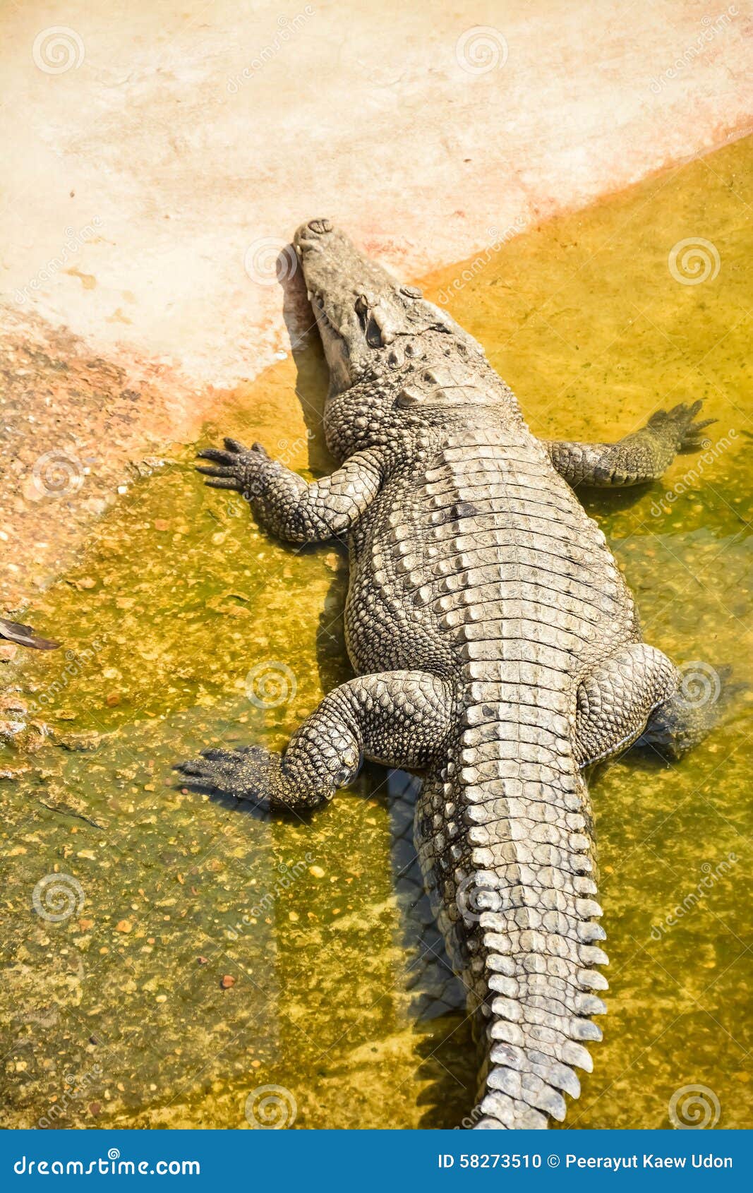 Crocodile sleep stock photo. Image of african, crocodile - 58273510
