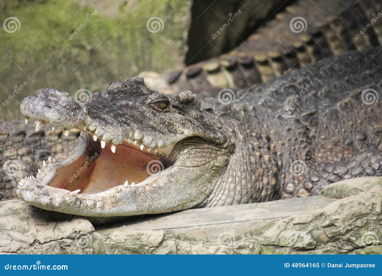 Crocodile sleep stock image. Image of danger, salt, creature - 48964165