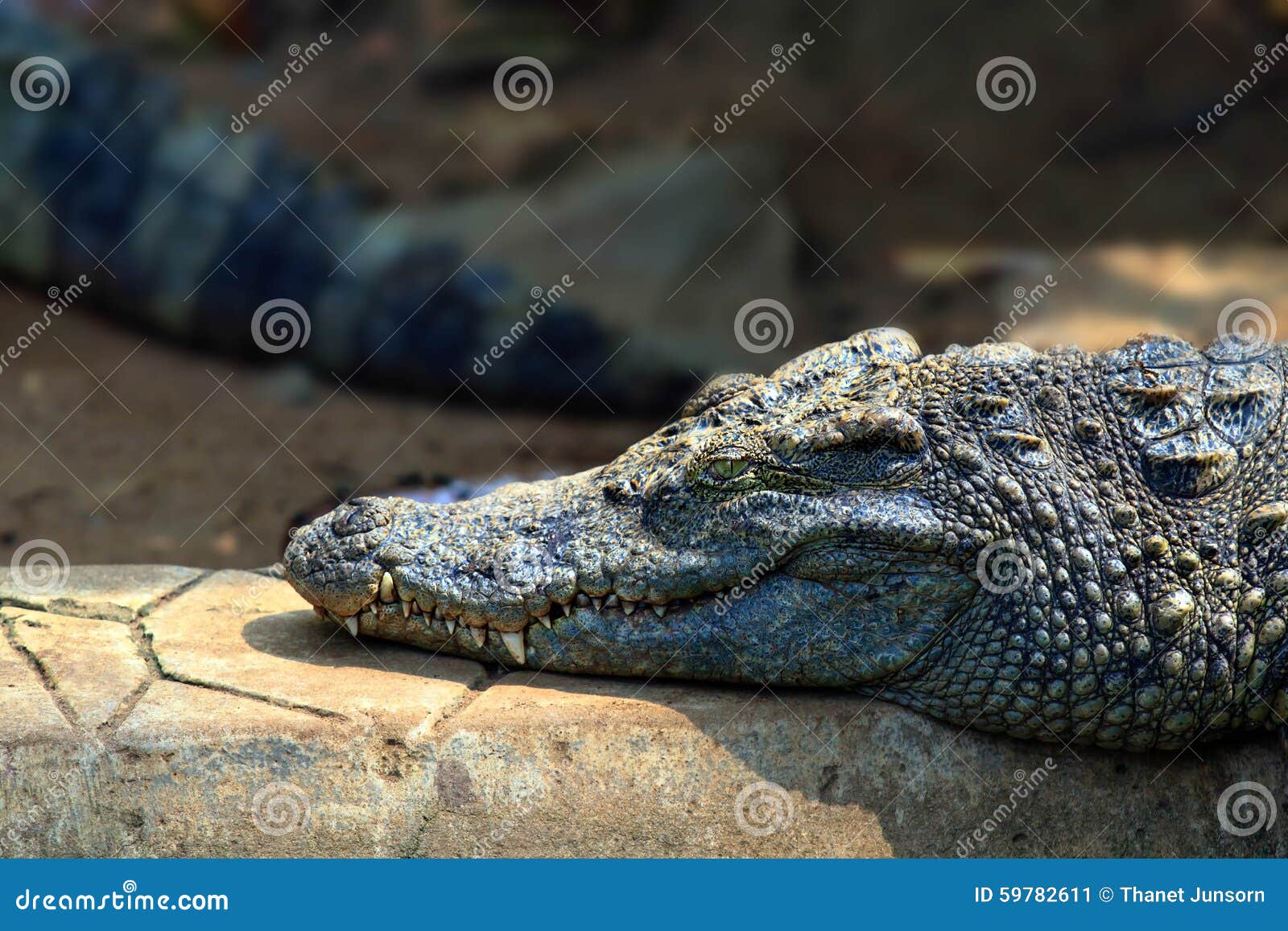 Crocodile sleep on rock stock image. Image of closeup - 59782611
