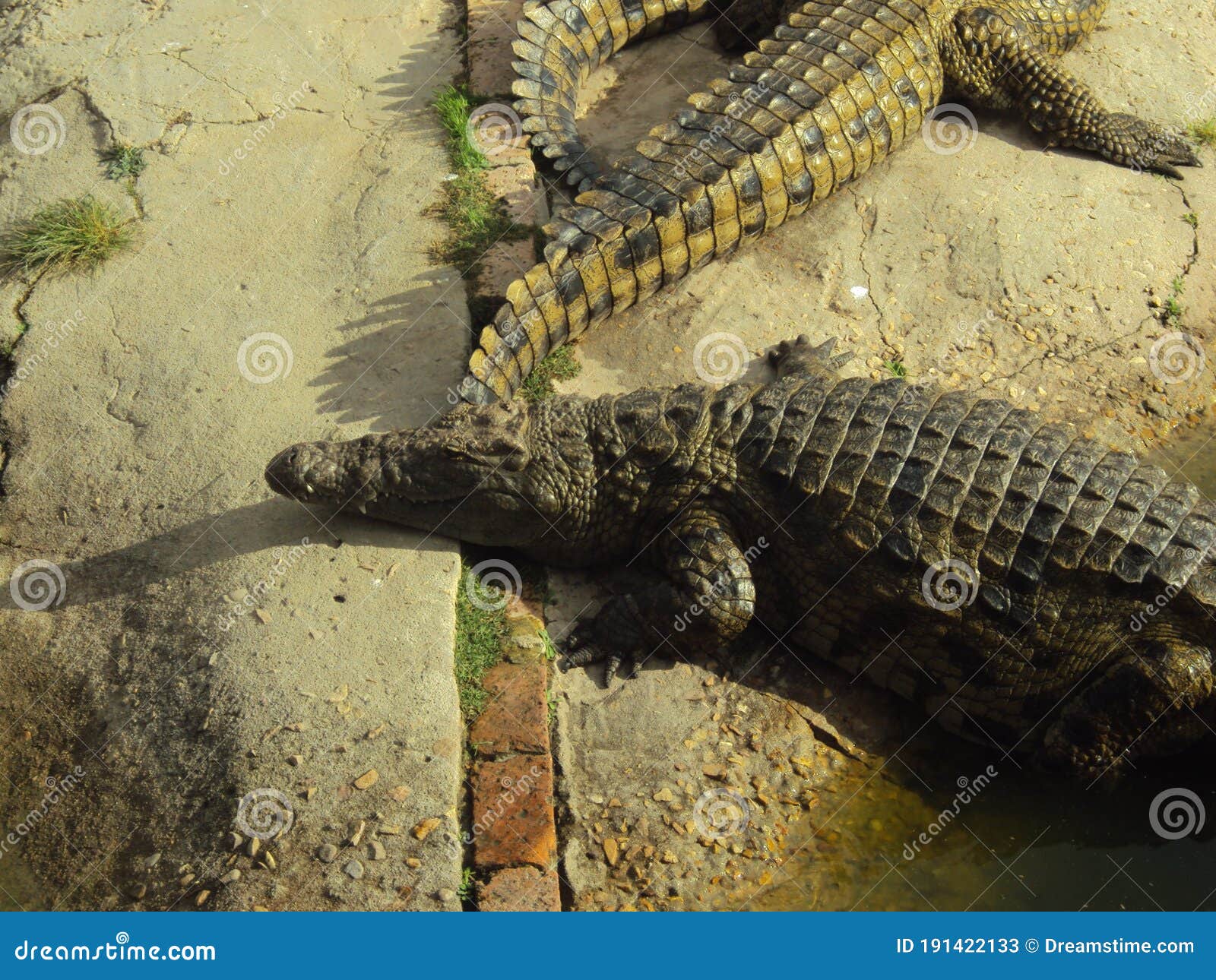 Crocodile sleeping stock image. Image of frog, reptile - 191422133