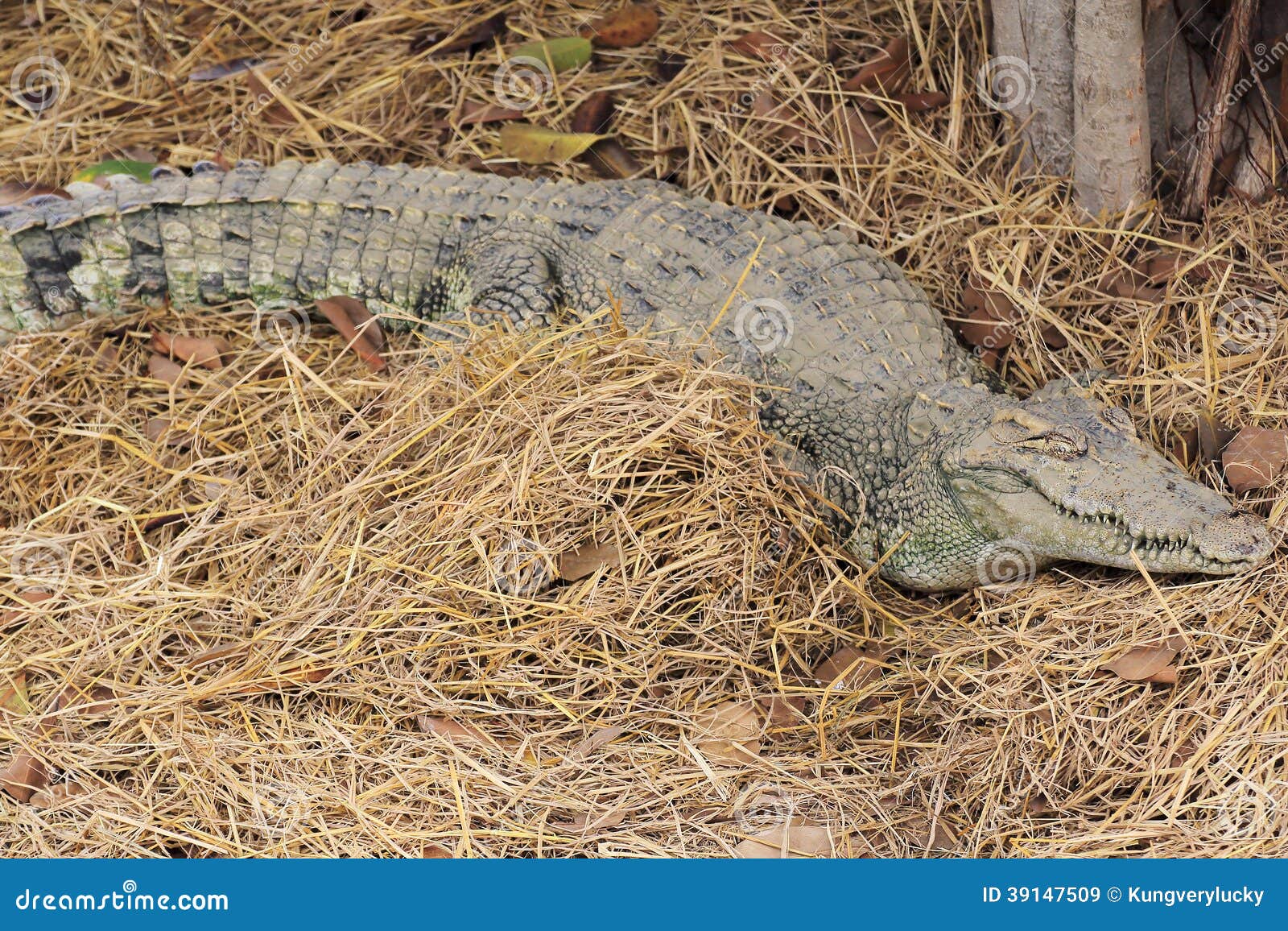 Crocodile sleeping stock image. Image of nature, scale - 39147509
