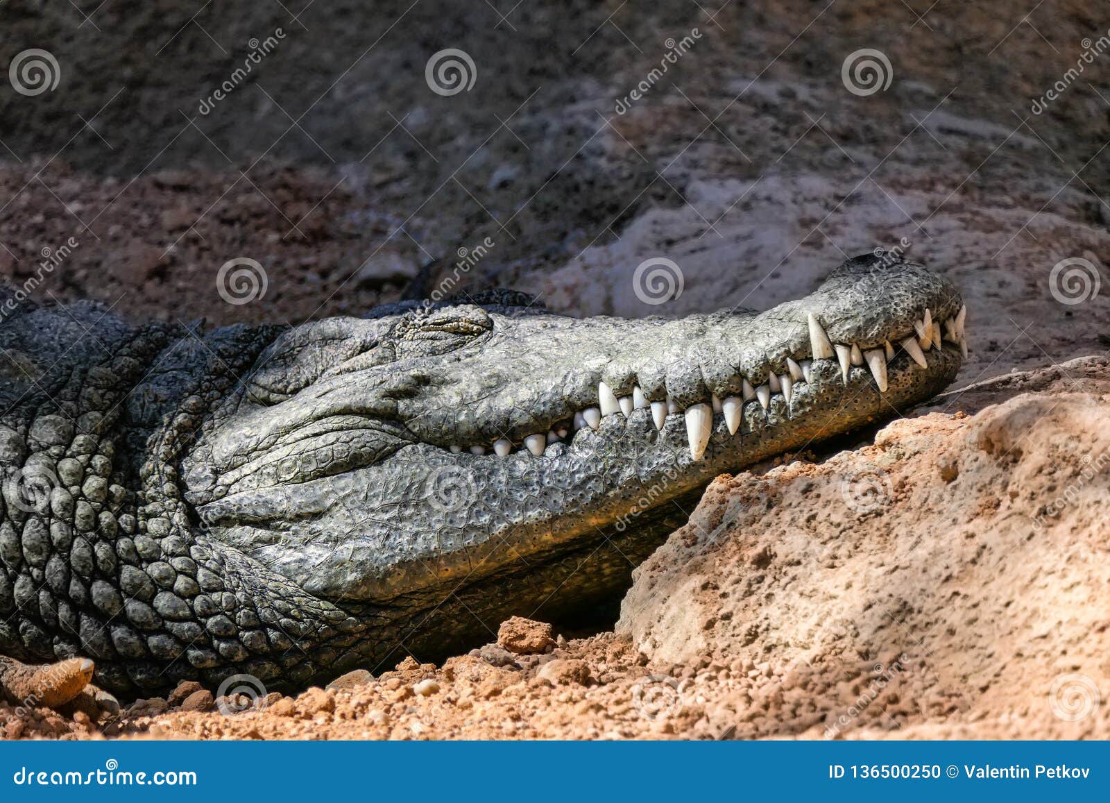 Crocodile Sleeping in the Sun with Teeth Sticking Out Stock Photo ...