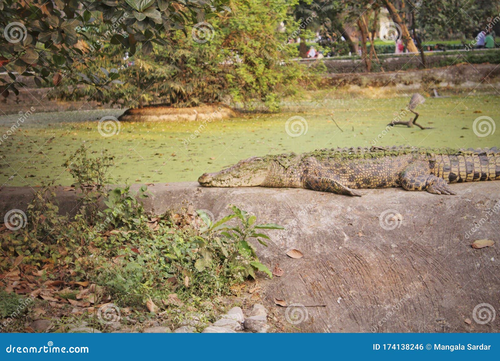 This is a Crocodile Sleeping in Sunlight. Stock Photo - Image of ...