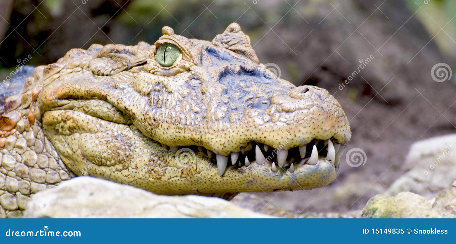 Crocodile Smile stock image. Image of green, lake, smile - 15149835
