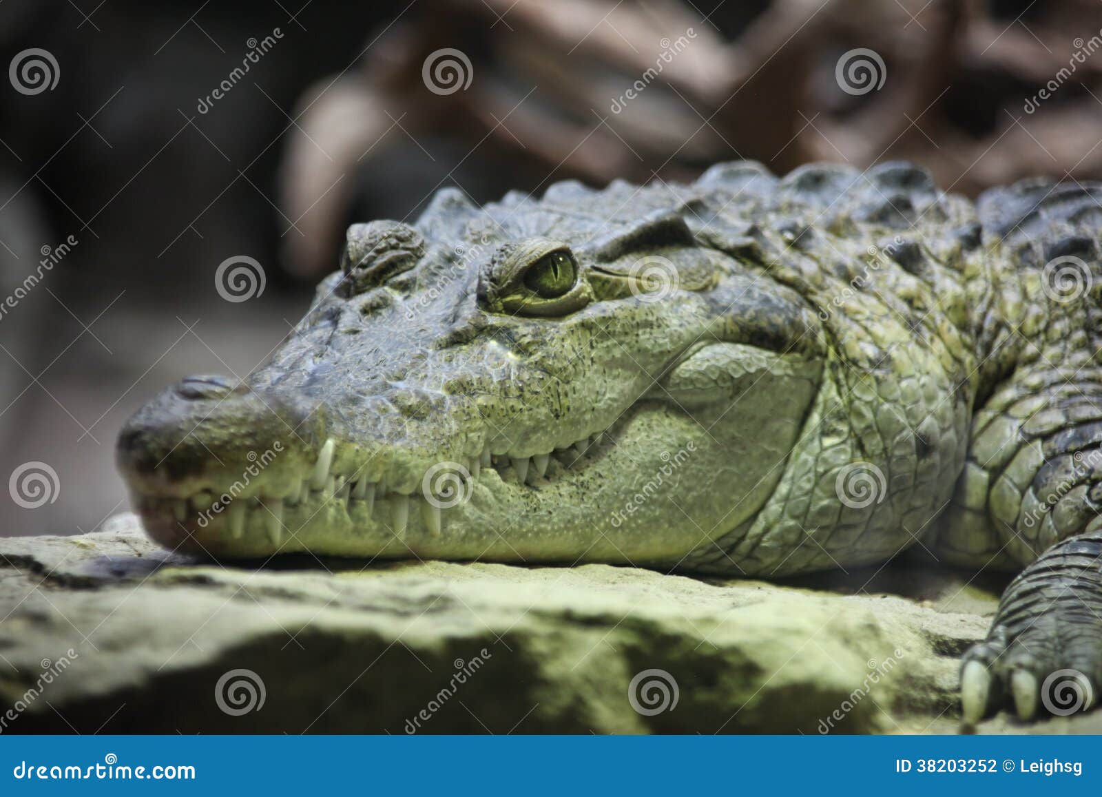 Crocodile smile stock photo. Image of dangerous, happy - 38203252