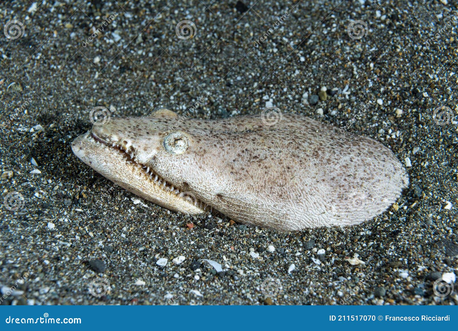 Crocodile Snake Eel Brachysomophis Crocodilinus Stock Photo - Image of ...