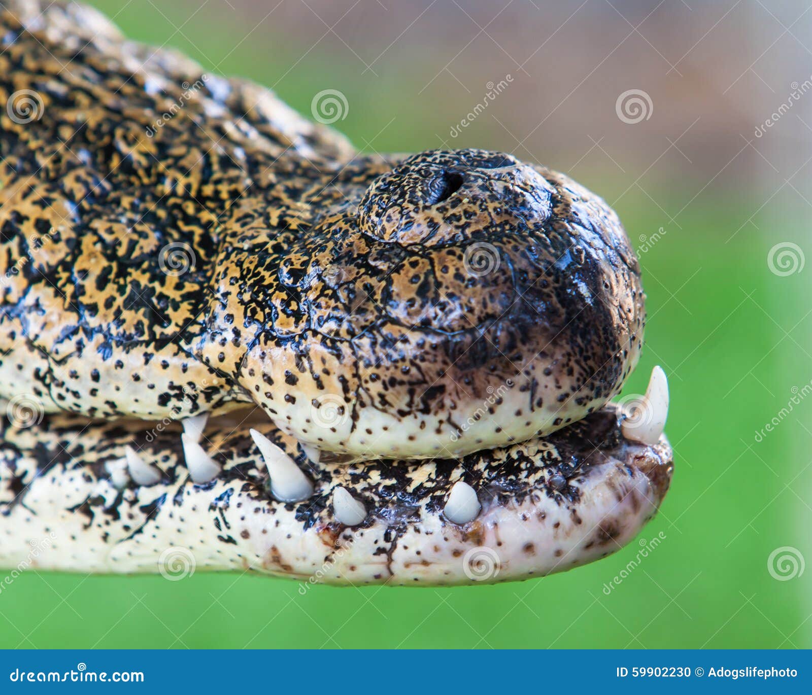 Crocodile snout and teeth stock photo. Image of bite - 59902230