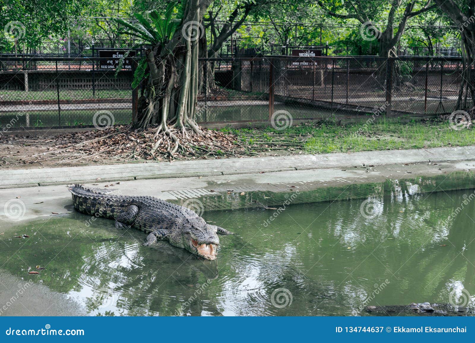 The Crocodile is Standing Still Waiting for the Bait in the Water Stock ...