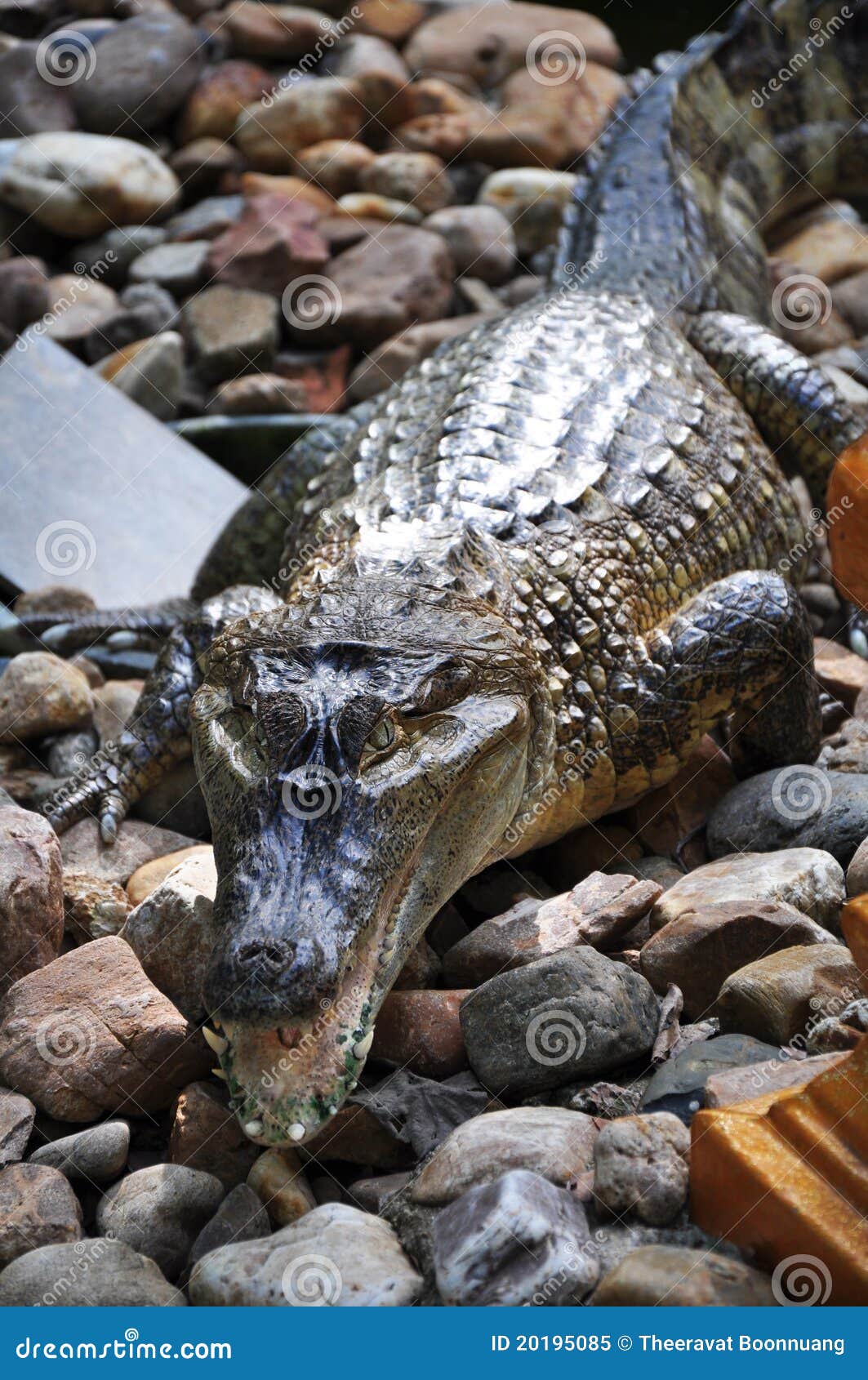 Crocodile on Stone stock image. Image of jaws, fang, wild - 20195085