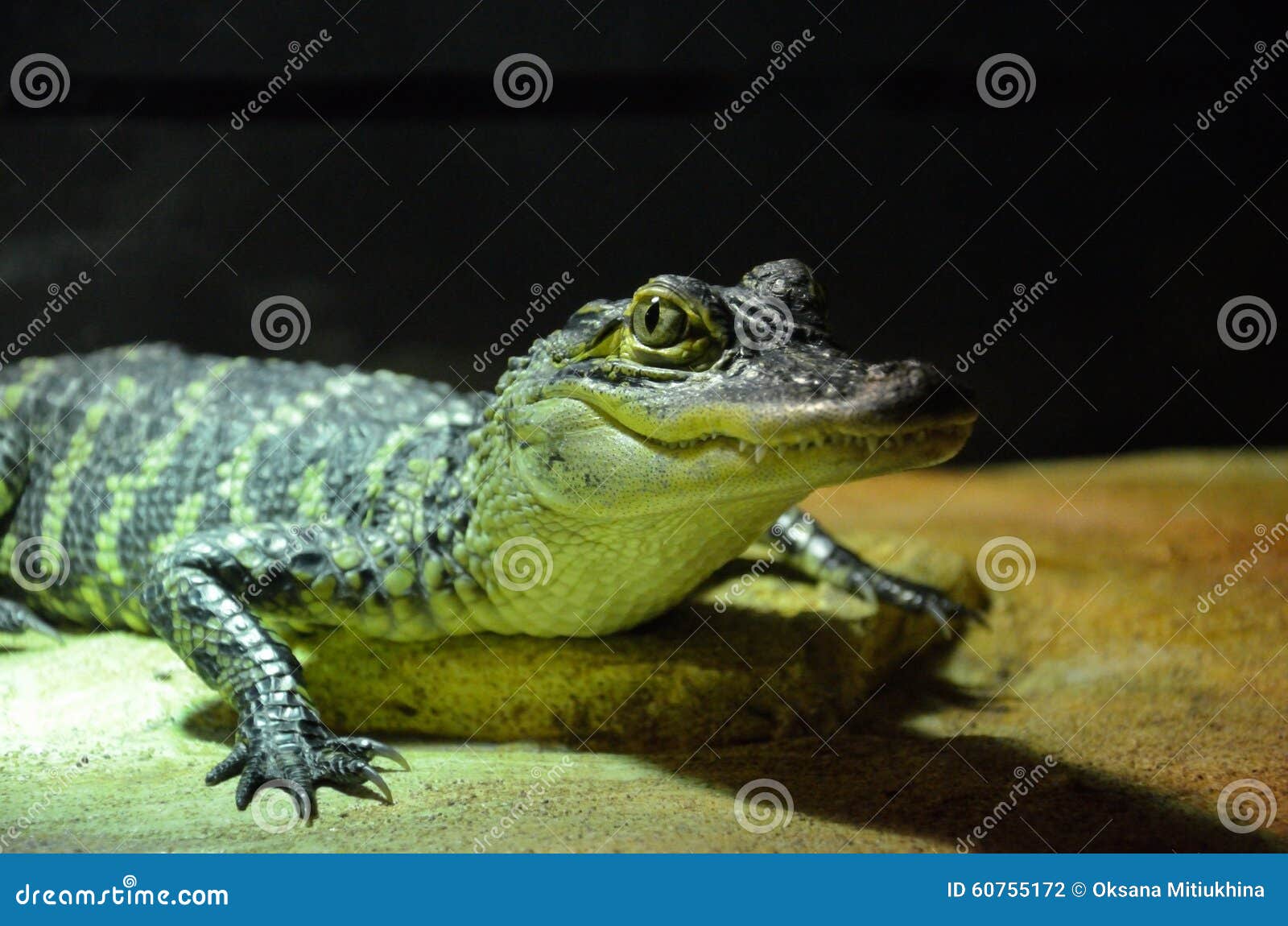 Crocodile on the stone stock photo. Image of awake, reptilian - 60755172