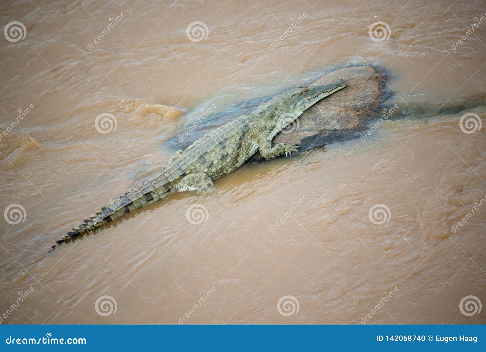 Crocodile Stone Carving Stock Photography | CartoonDealer.com #91101620