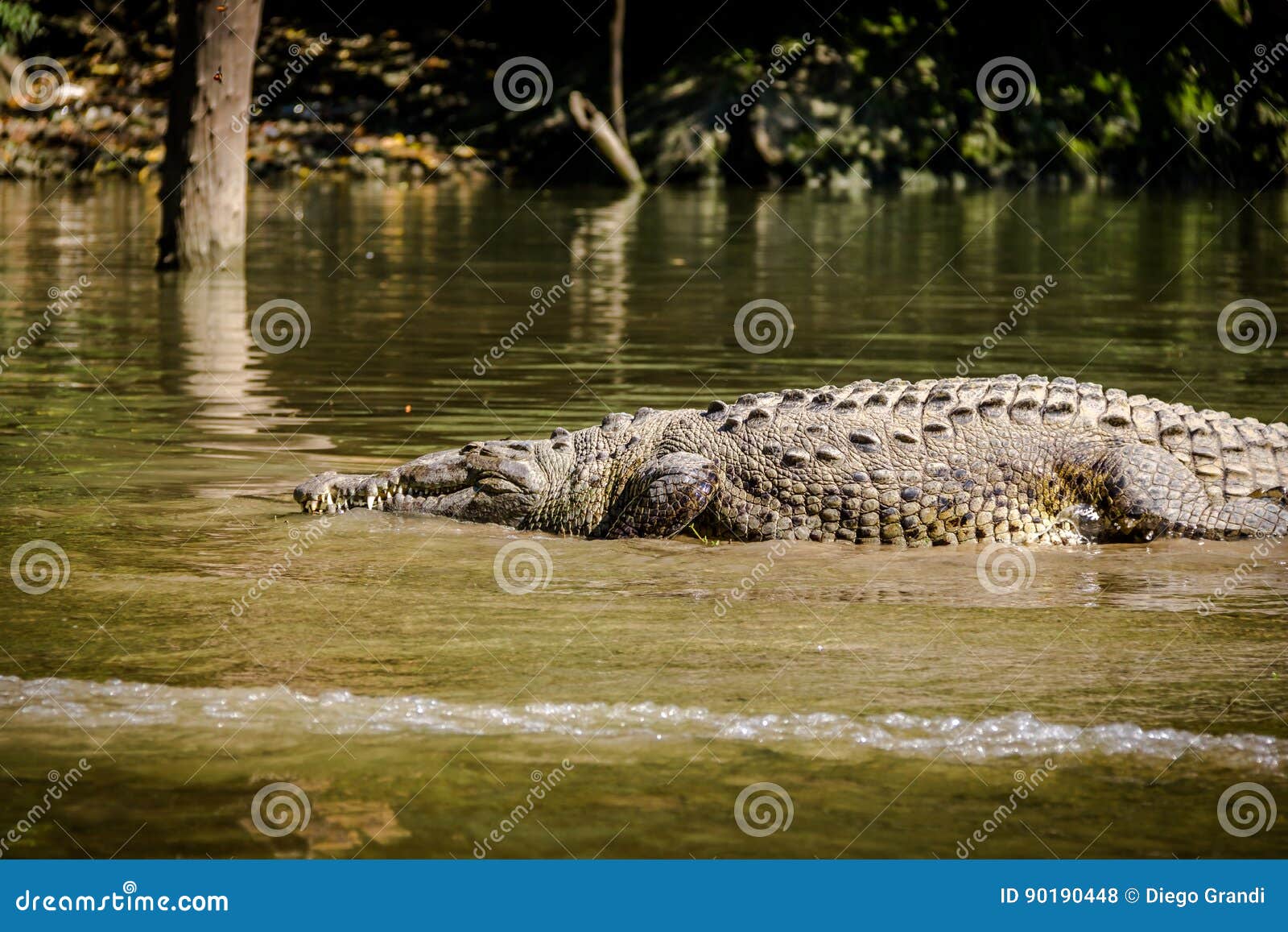 Crocodile at Sumidero Canyon - Chiapas, Mexico Stock Photo - Image of ...