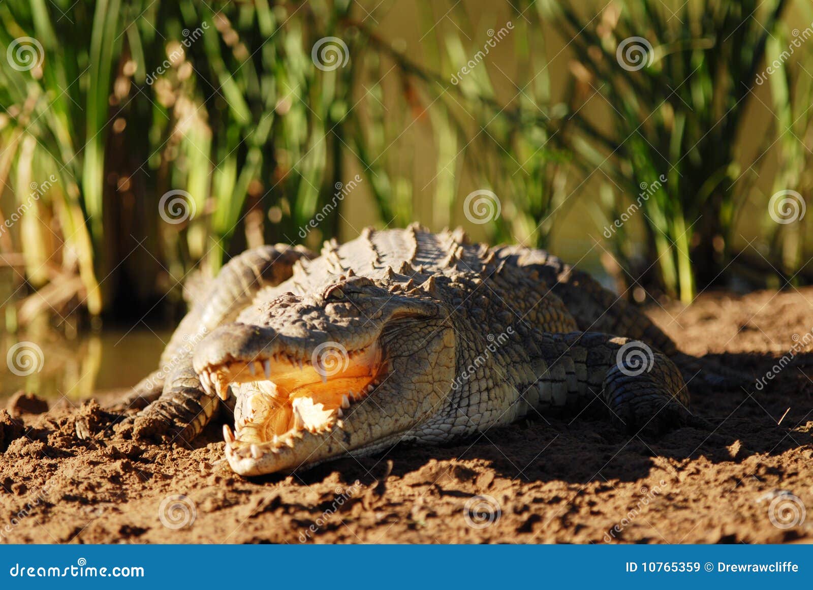Crocodile in the sun stock image. Image of teeth, blooded - 10765359