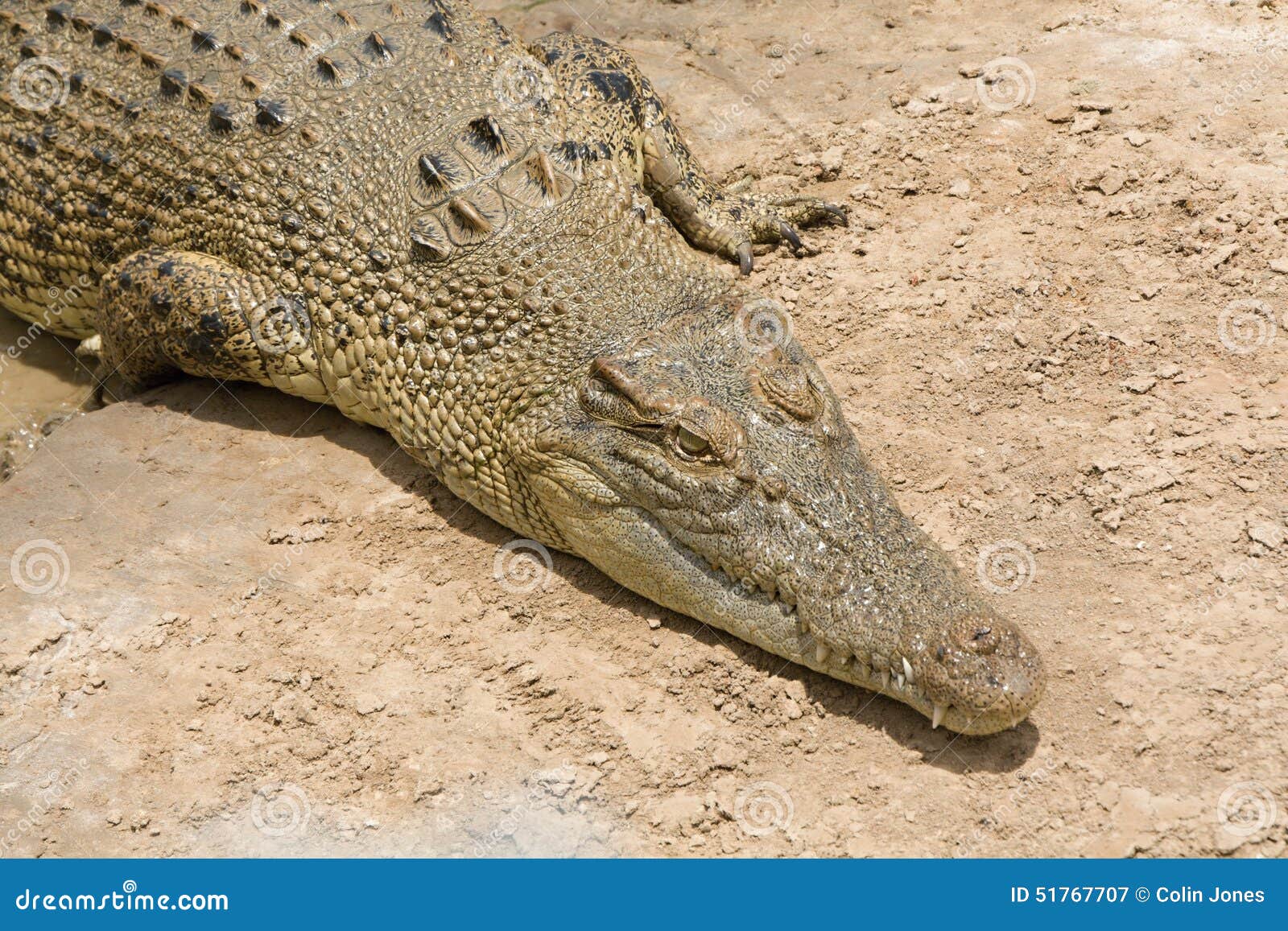 Crocodile sunbaking stock image. Image of nature, skin - 51767707