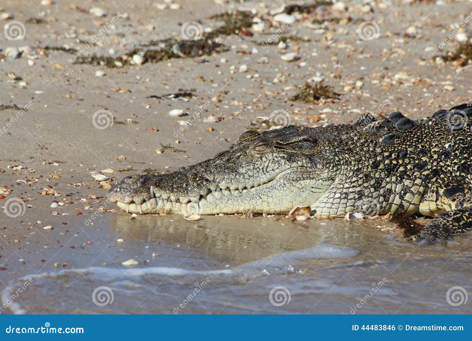 Crocodile Sunbaking Stock Photos - Free & Royalty-Free Stock Photos ...