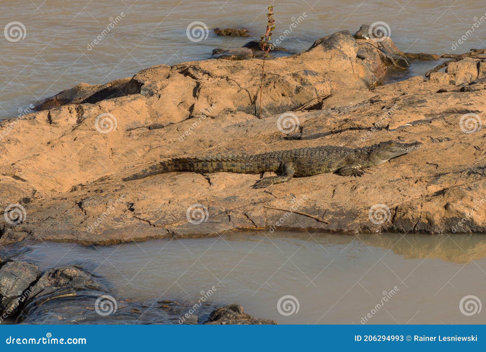 Crocodile Stone Carving Stock Photography | CartoonDealer.com #91101620