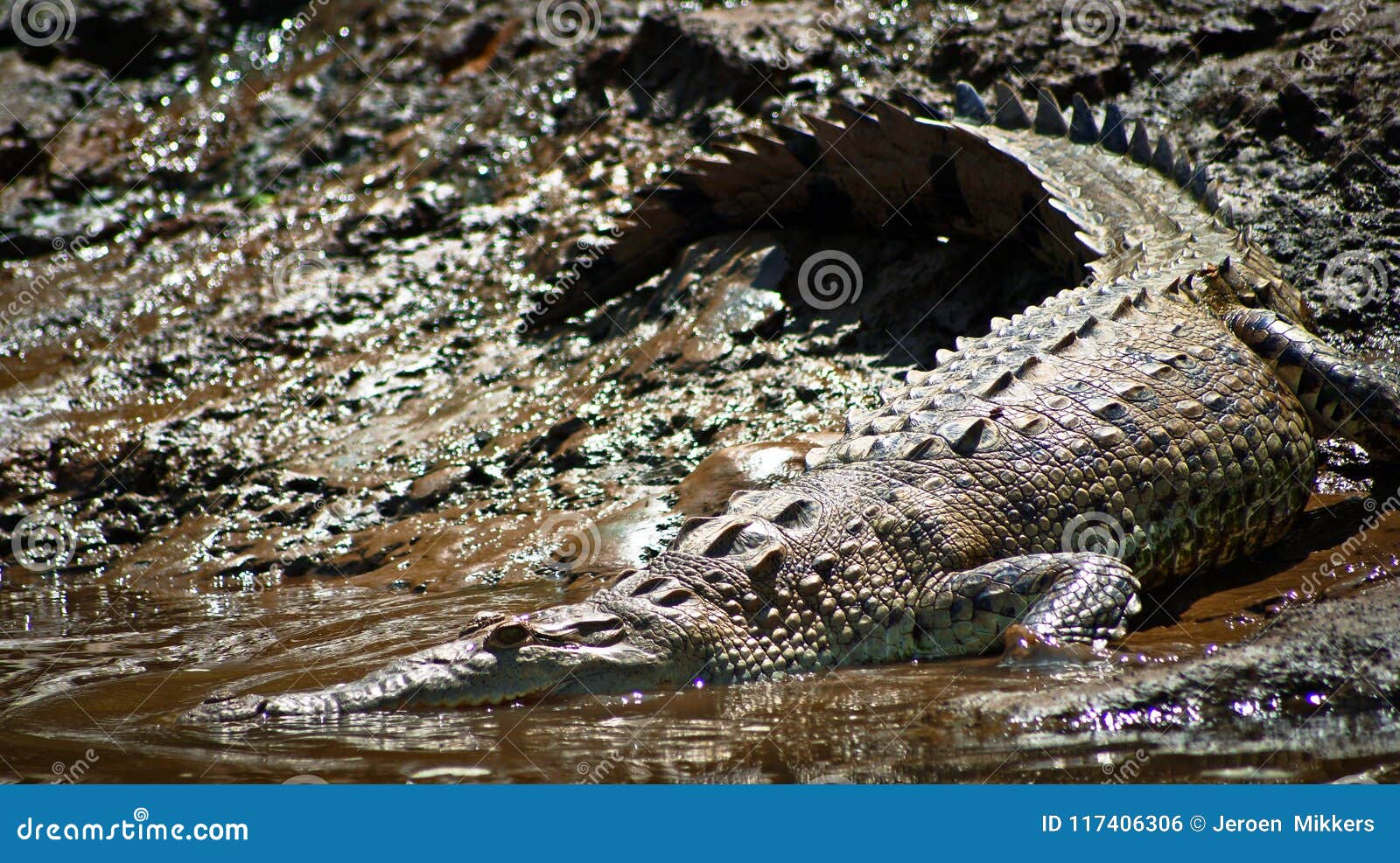 Crocodile hunting for prey stock photo. Image of costarica - 117406306
