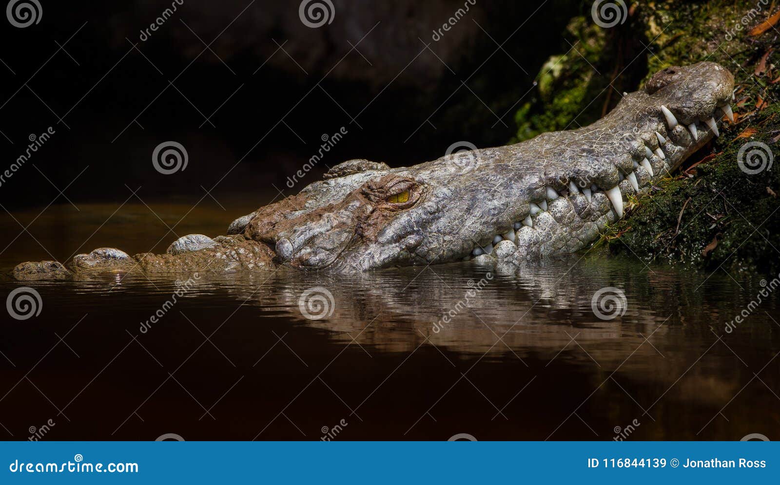Crocodile in the swamp stock image. Image of farm, dwarf - 116844139