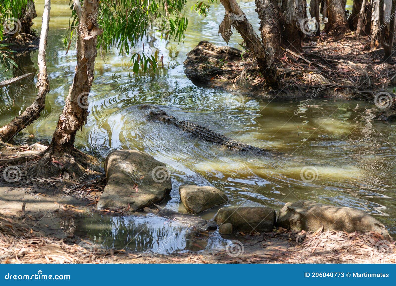 Crocodile Swiming in a River in HARTLEY’S CROCODILE ADVENTURES Stock ...