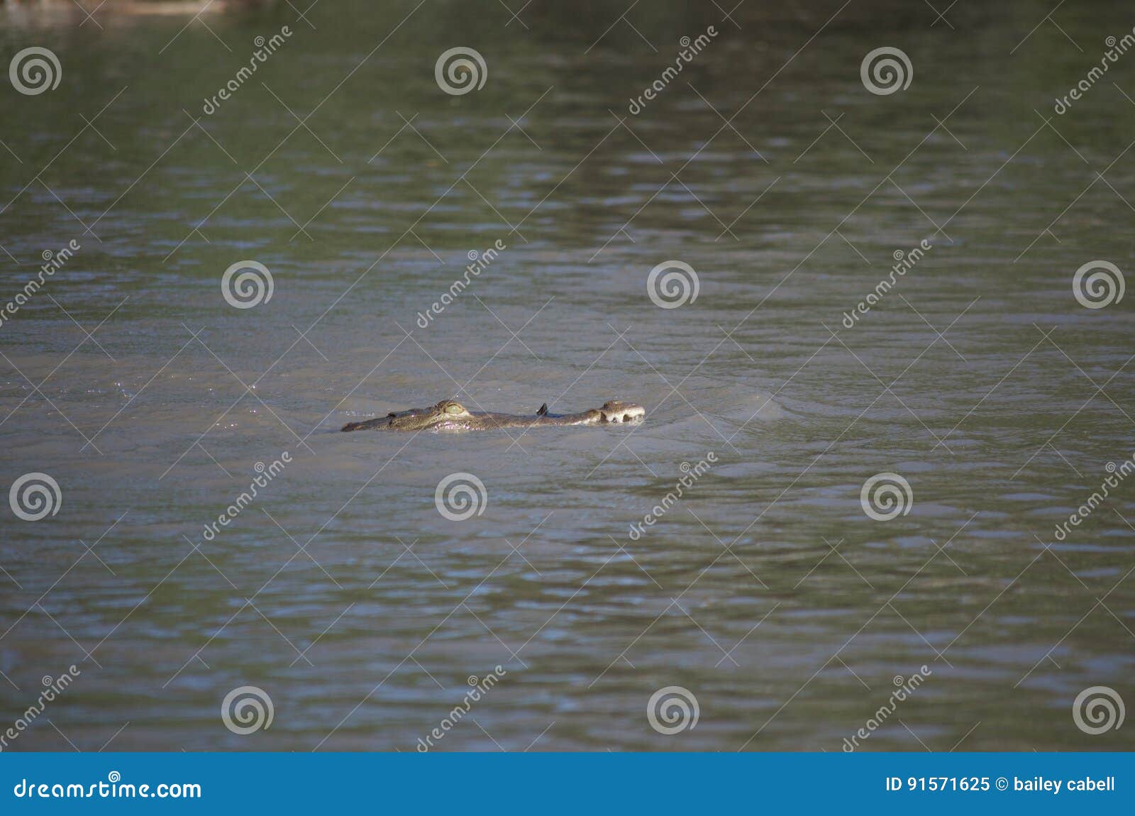Crocodile stock image. Image of mouth, swimming, kill - 91571625