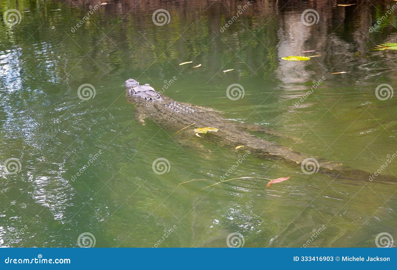 Crocodile Swimming in Murky Swamp Water Stock Image - Image of backdrop ...