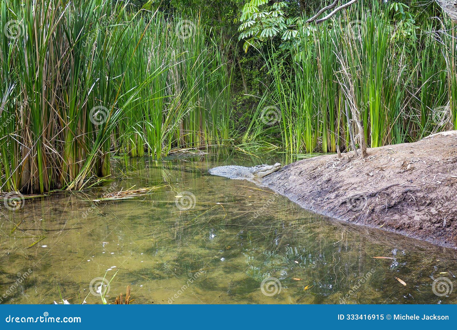 Crocodile Swimming in Murky Swamp Water Stock Image - Image of calm ...
