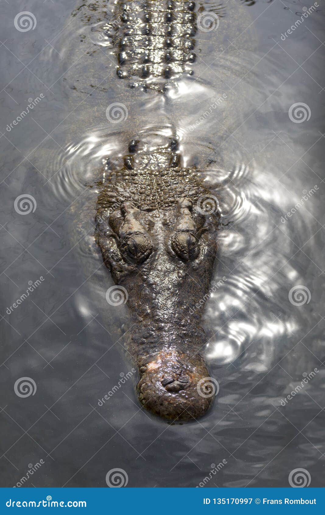 Crocodile Swimming in a Pond Stock Image - Image of animal, reptile ...