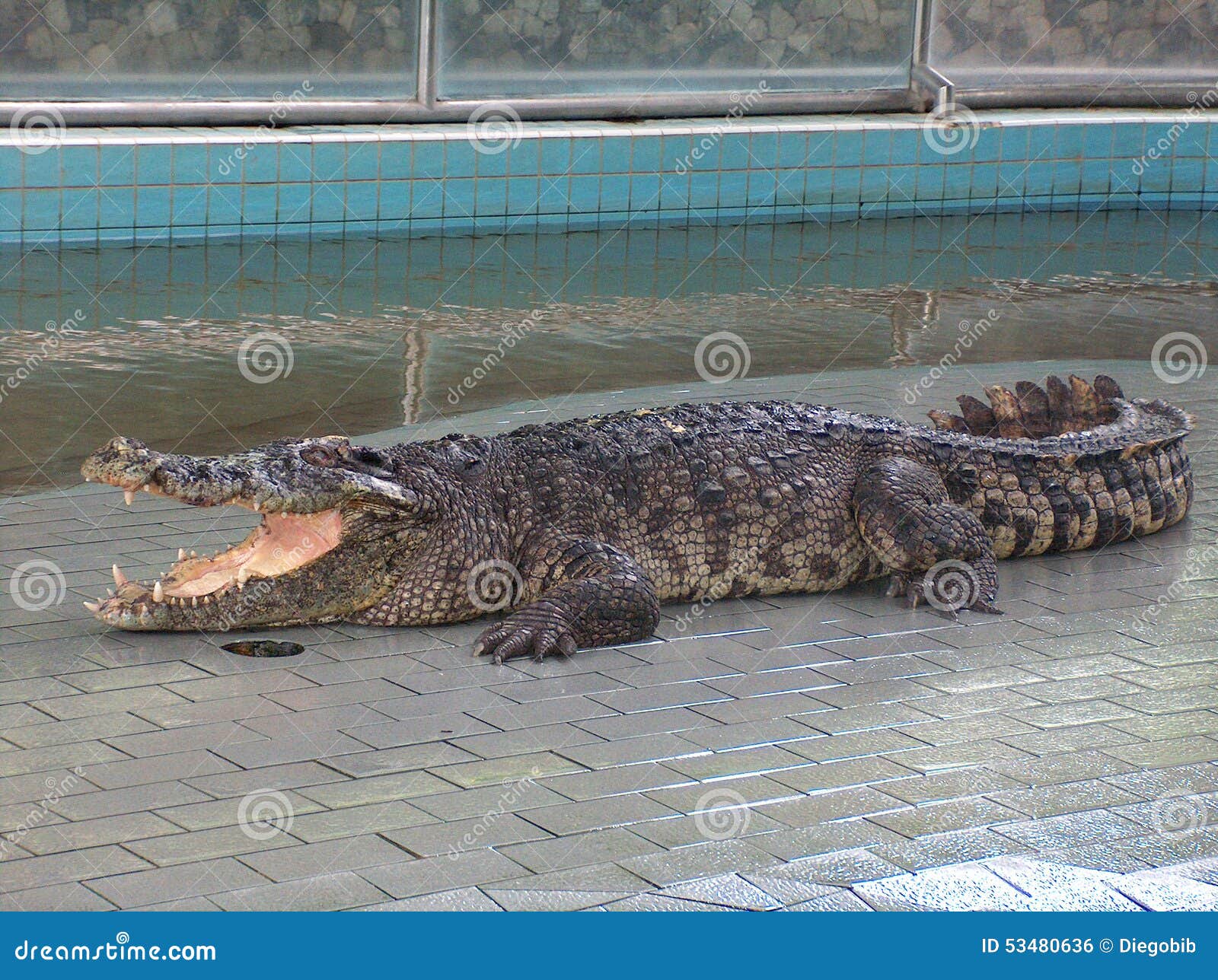 Crocodile In Swimming Pool