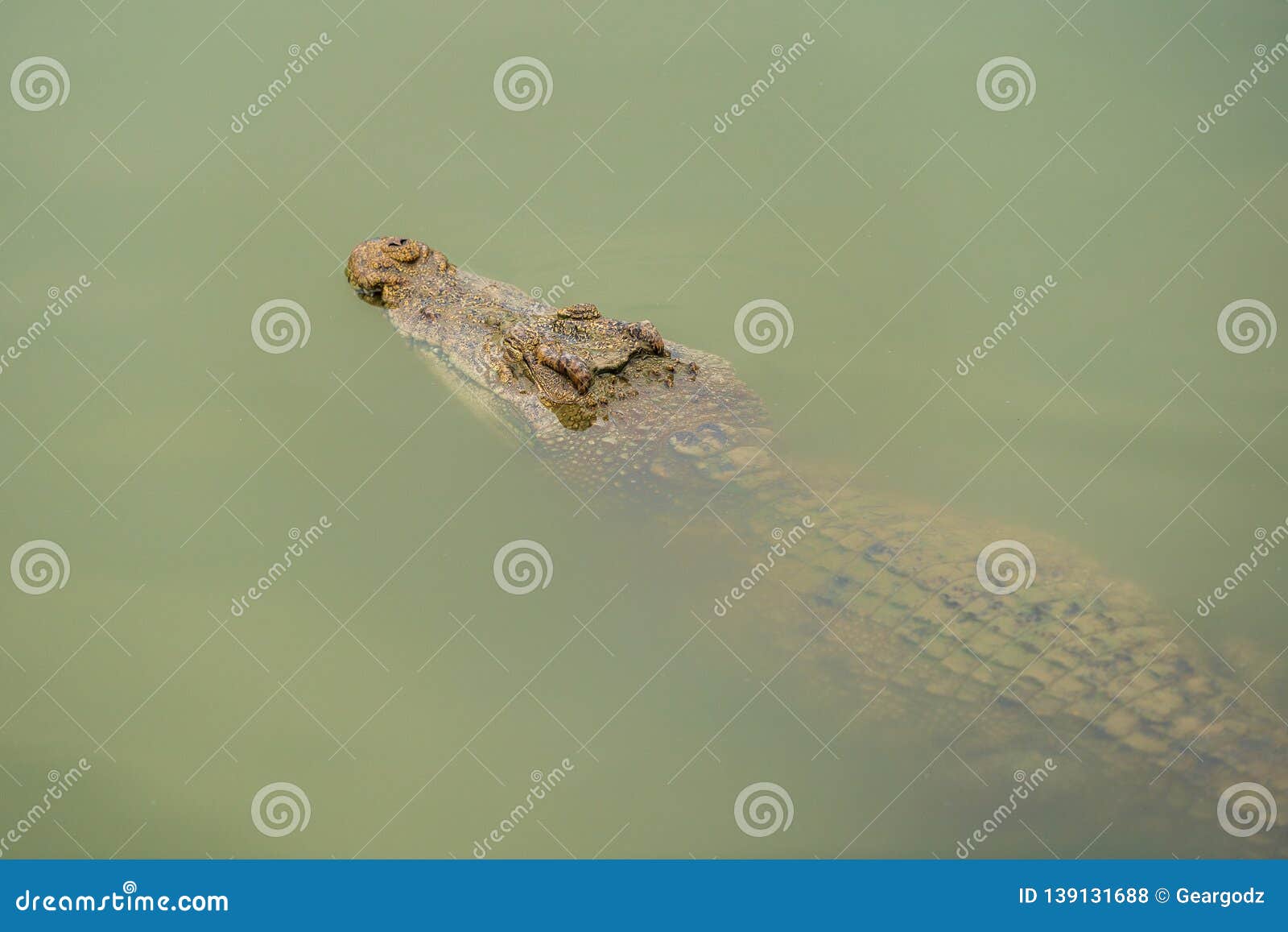 Crocodile Swimming in Water Stock Photo - Image of powerful, animal ...