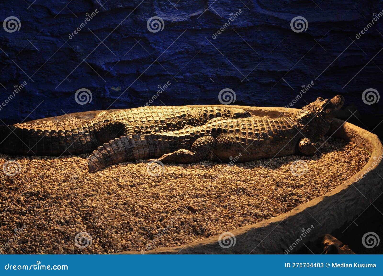 Crocodile at table stock image. Image of soil, tortoise - 275704403