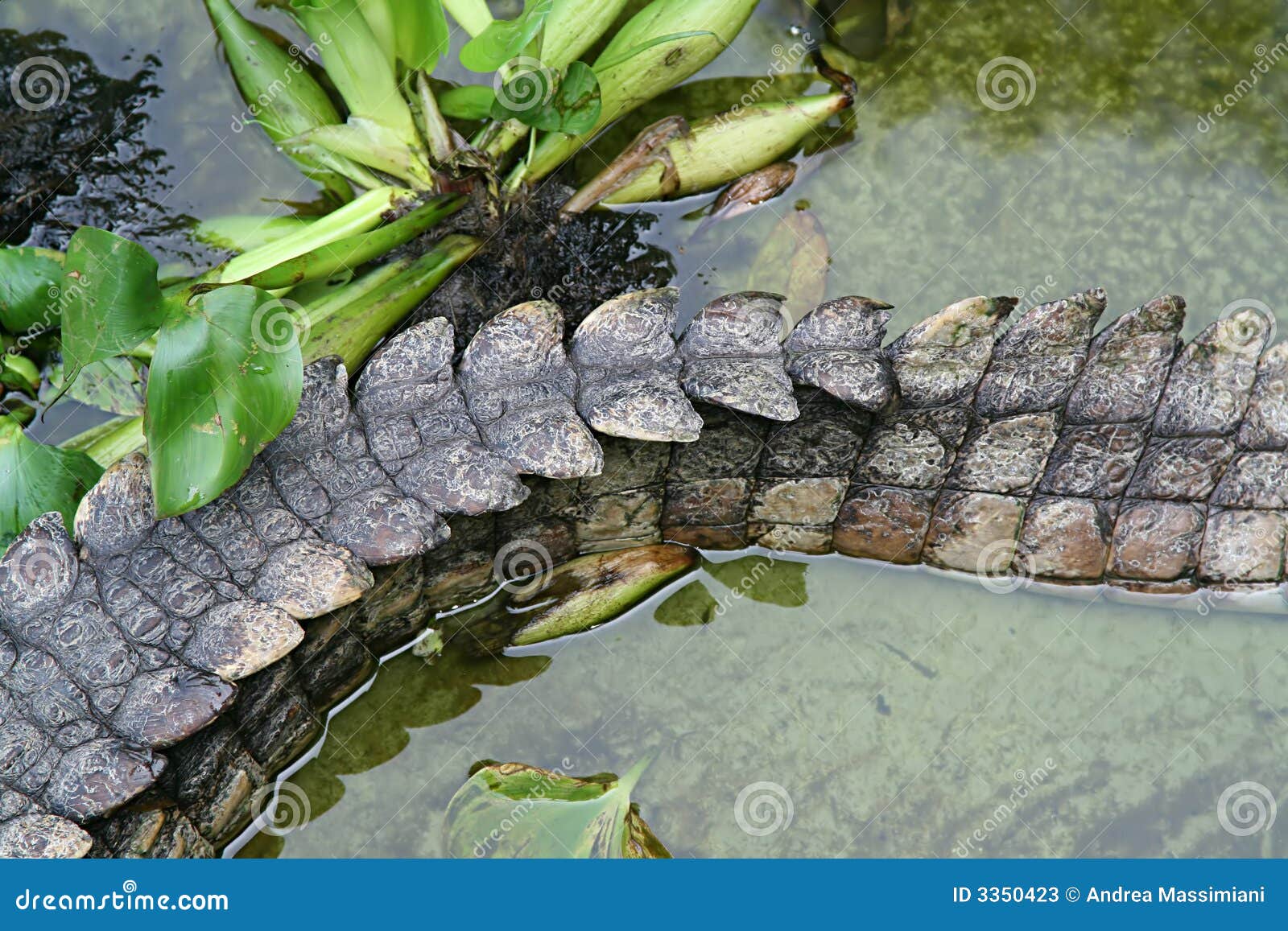 Crocodile tail stock image. Image of reptile, tail, danger - 3350423