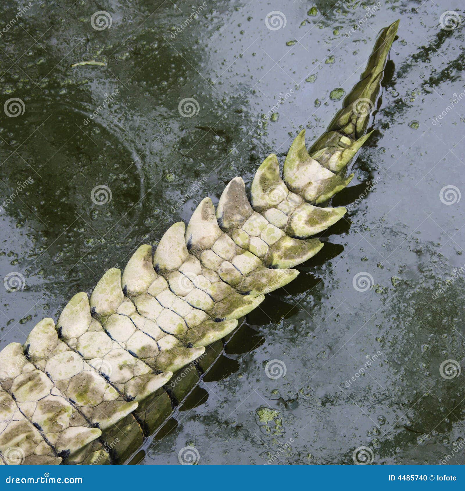 Crocodile tail. stock photo. Image of color, animal, nature - 4485740