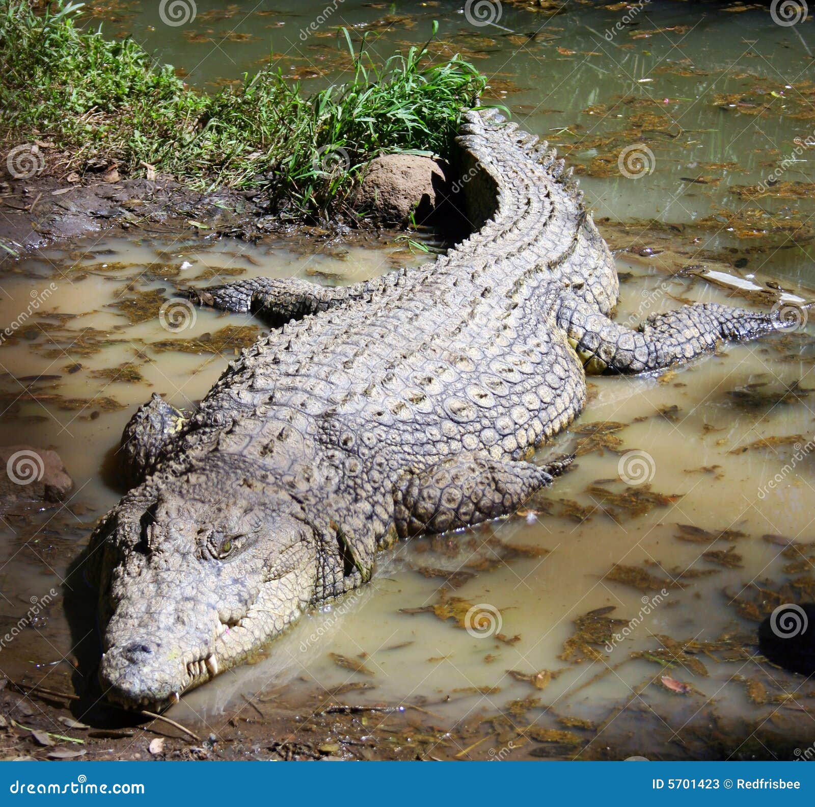 Crocodile in Tanzania stock image. Image of adventure - 5701423
