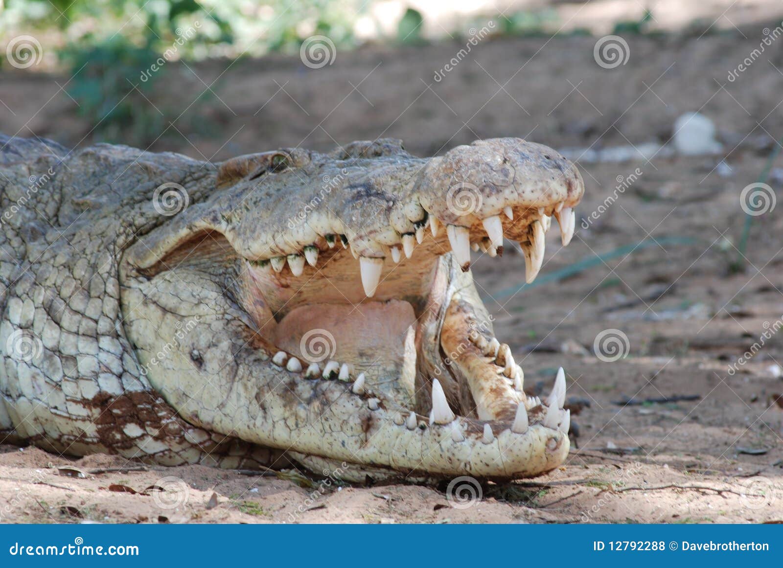 Crocodile teeth stock photo. Image of teeth, wildlife - 12792288