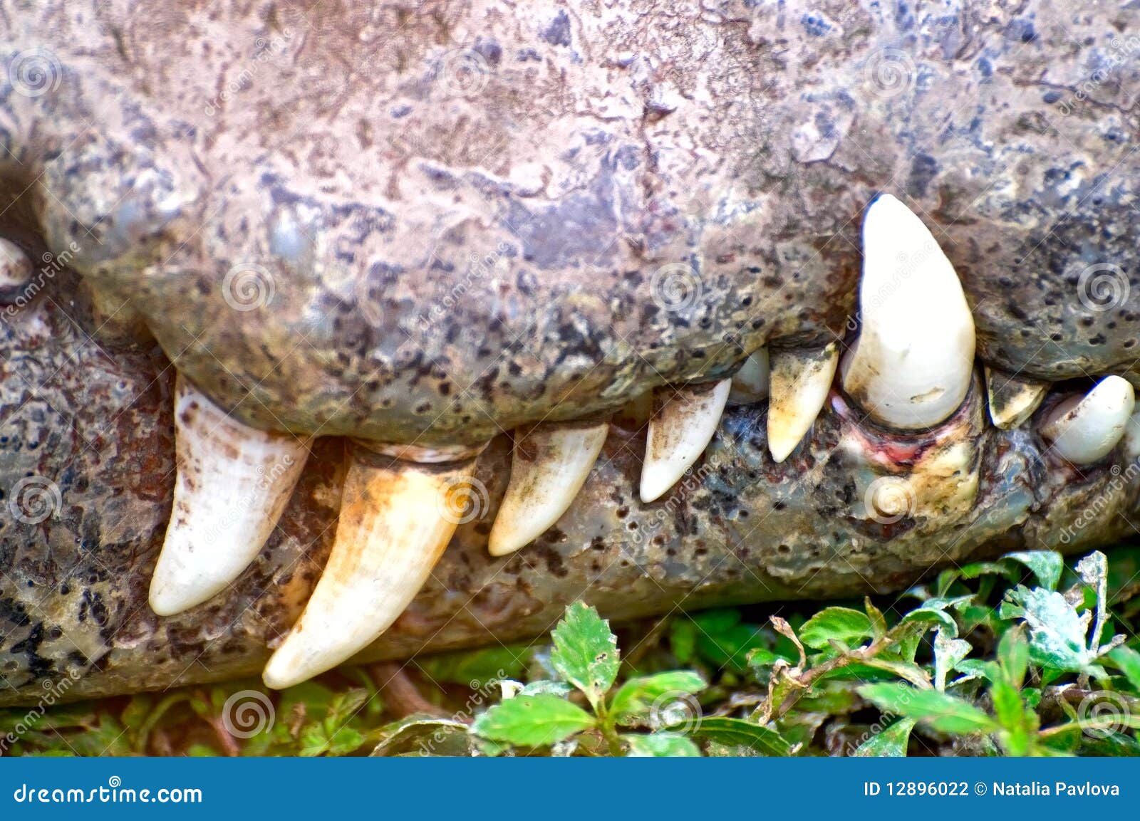 Crocodile teeth stock photo. Image of reptile, danger - 12896022
