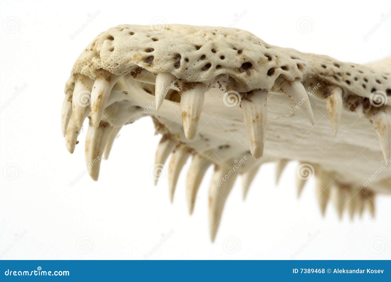 Crocodile teeth stock photo. Image of gaping, carnivore - 7389468