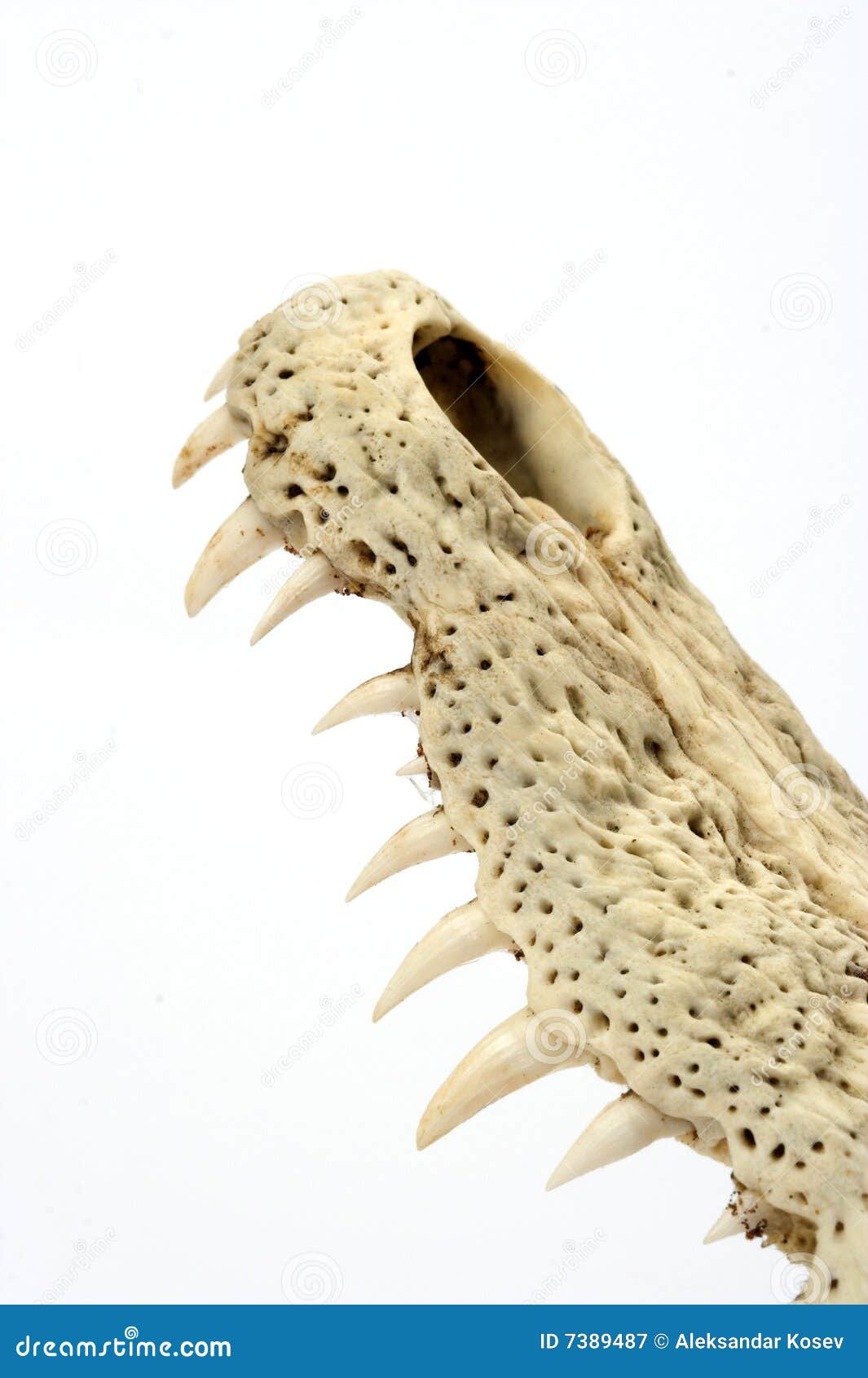 Crocodile teeth stock image. Image of jaws, reptilian - 7389487