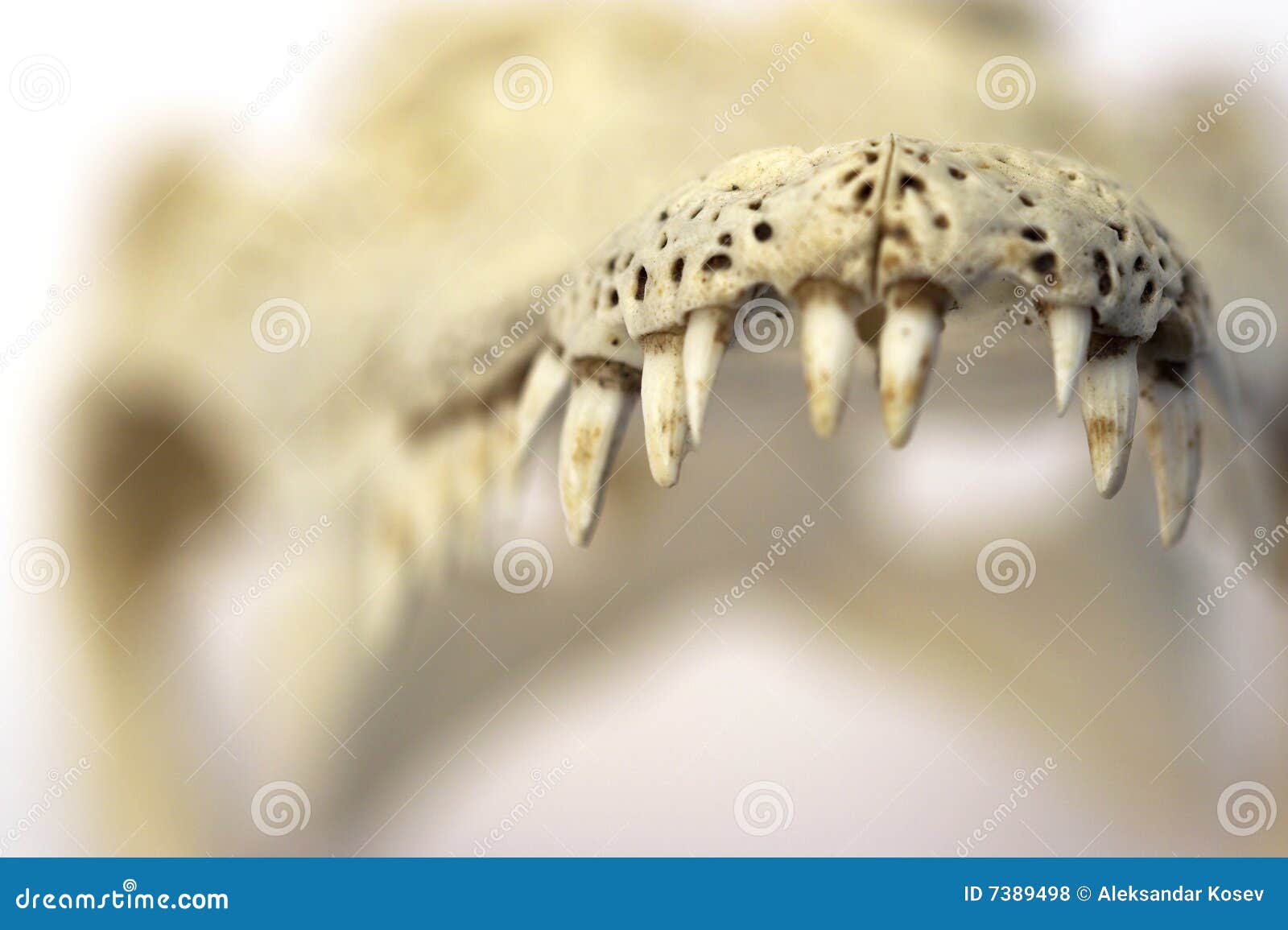 Crocodile teeth stock photo. Image of reptilian, dangerous - 7389498