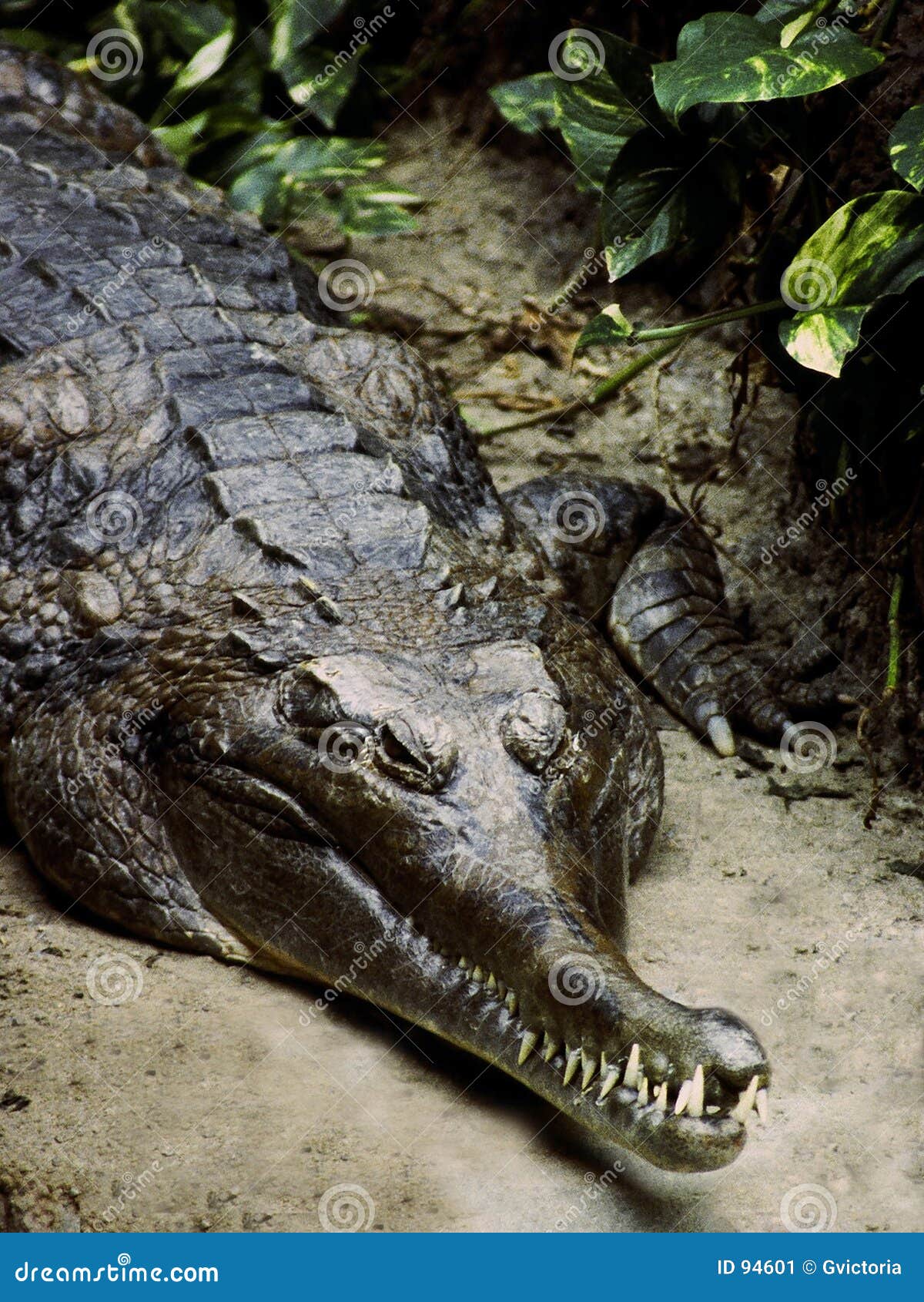 Crocodile teeth stock image. Image of snouts, scaly, crocodile - 94601