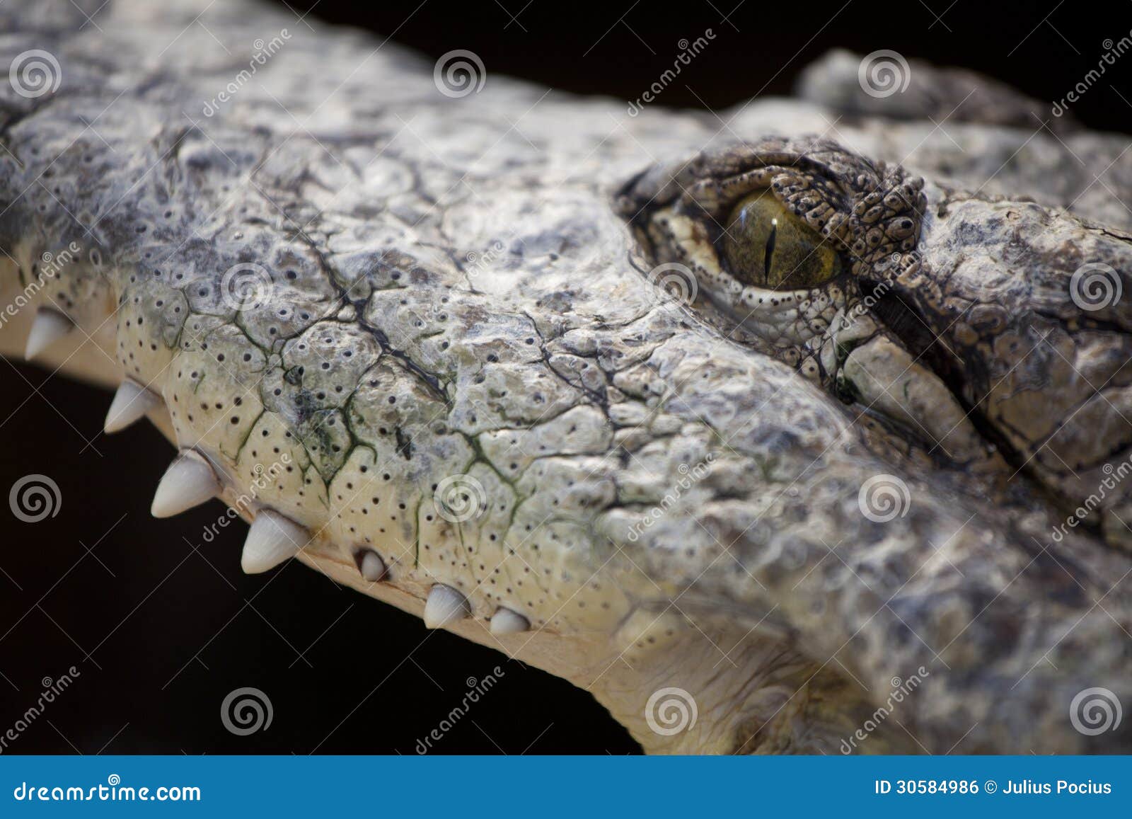 Crocodile teeth stock photo. Image of angry, look, skin - 30584986
