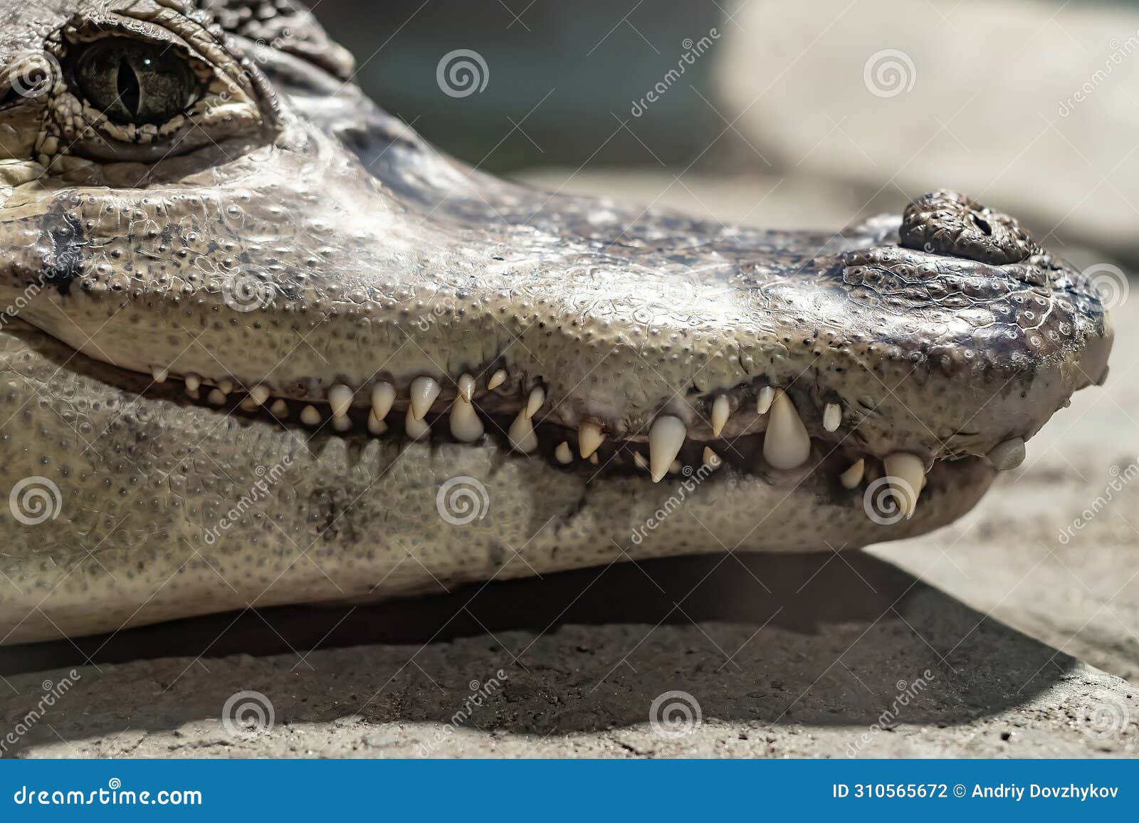 Crocodile teeth close up stock photo. Image of large - 310565672