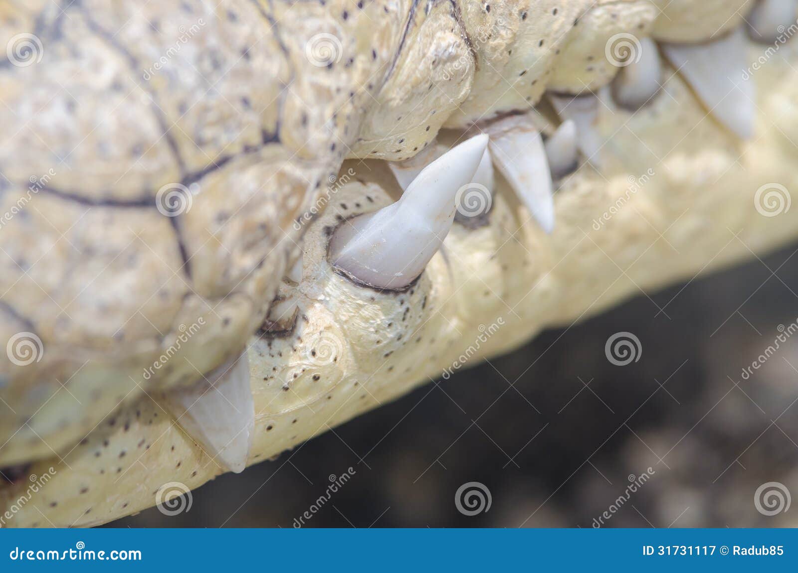 Crocodile Teeth stock image. Image of aquatic, american - 31731117