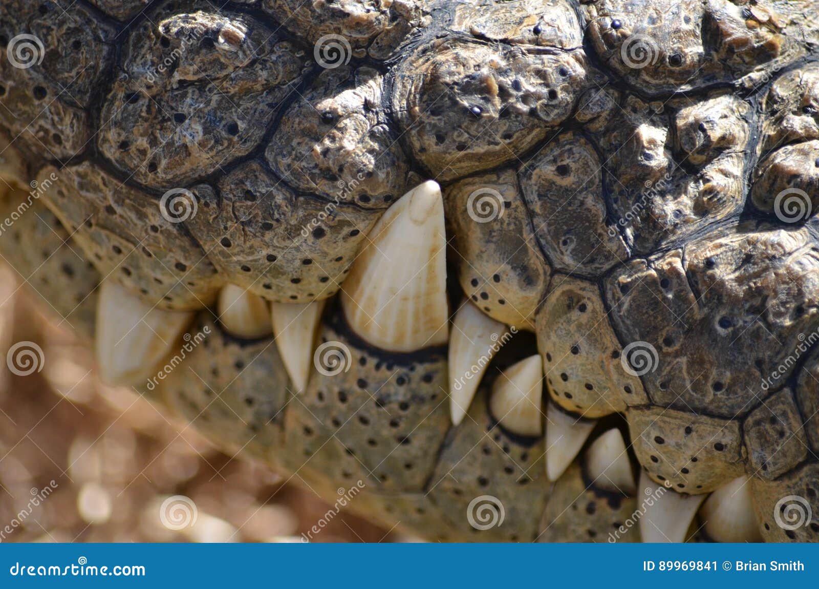 Crocodile teeth stock image. Image of dangerous, teeth - 89969841